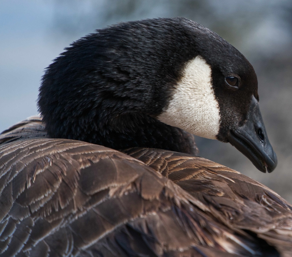 nicholas.gellmann Upload image Goose-head-5 - Masters Of Photography