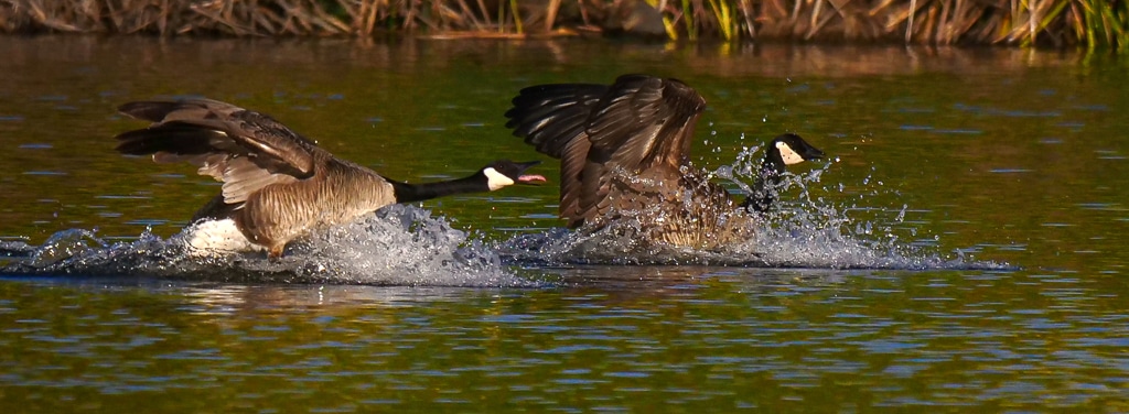 nicholas.gellmann Upload image Goosing-2 - Masters Of Photography