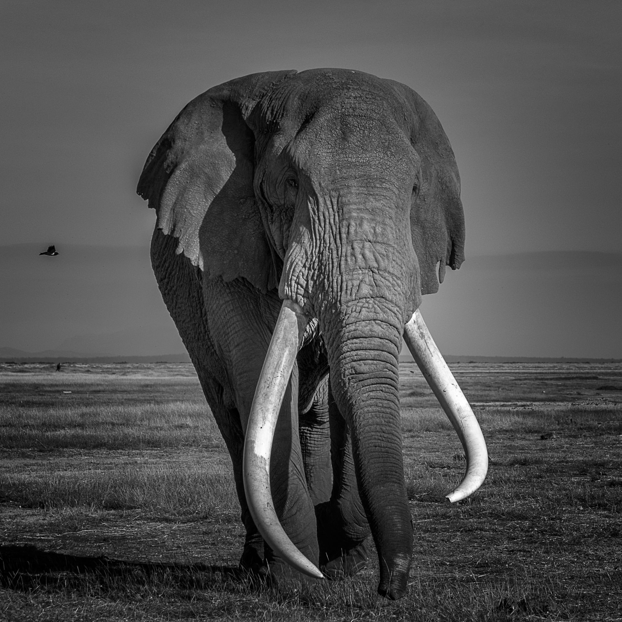 gherman315 Upload image Tim - Masters Of Photography