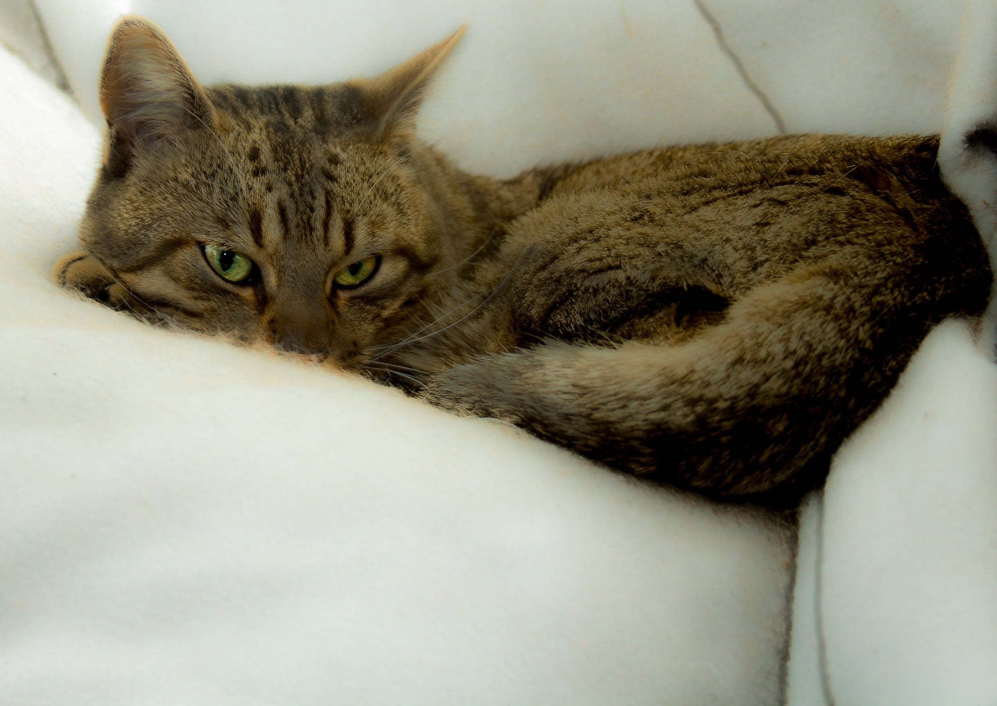 michael.smets Upload image Rattaplan-posing - Masters Of Photography