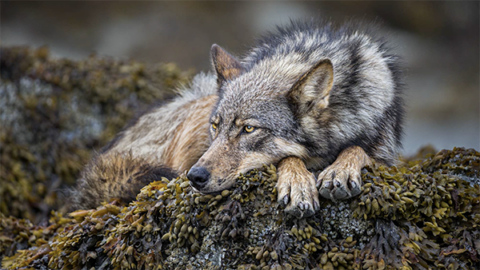 Paul Nicklen Online Photography Course | Online Photography Class